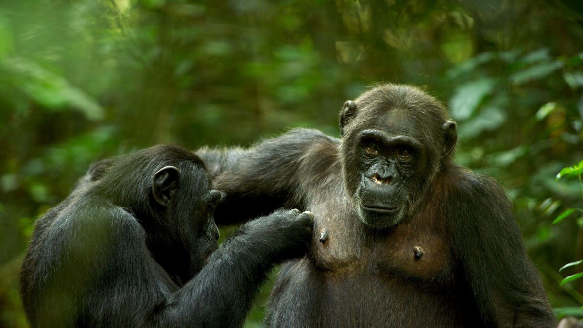 Press Releases- THE ALL-NEW LANDMARK SERIES THE MATING GAME LAUNCHES ...