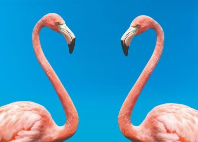 Press Releases- Narrated by Sir David Attenborough, BBC Earth’s New ...