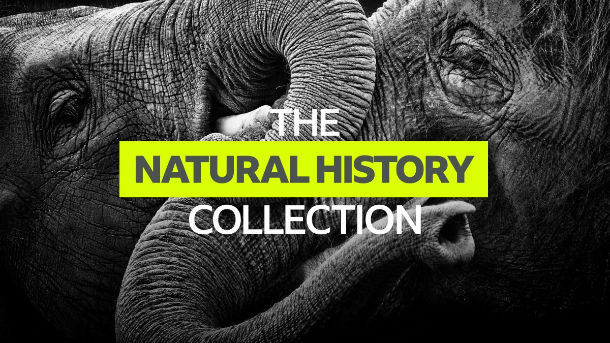 Press Releases- BBC SELECT LAUNCHES CURATED NATURAL HISTORY DOCUMENTARY ...